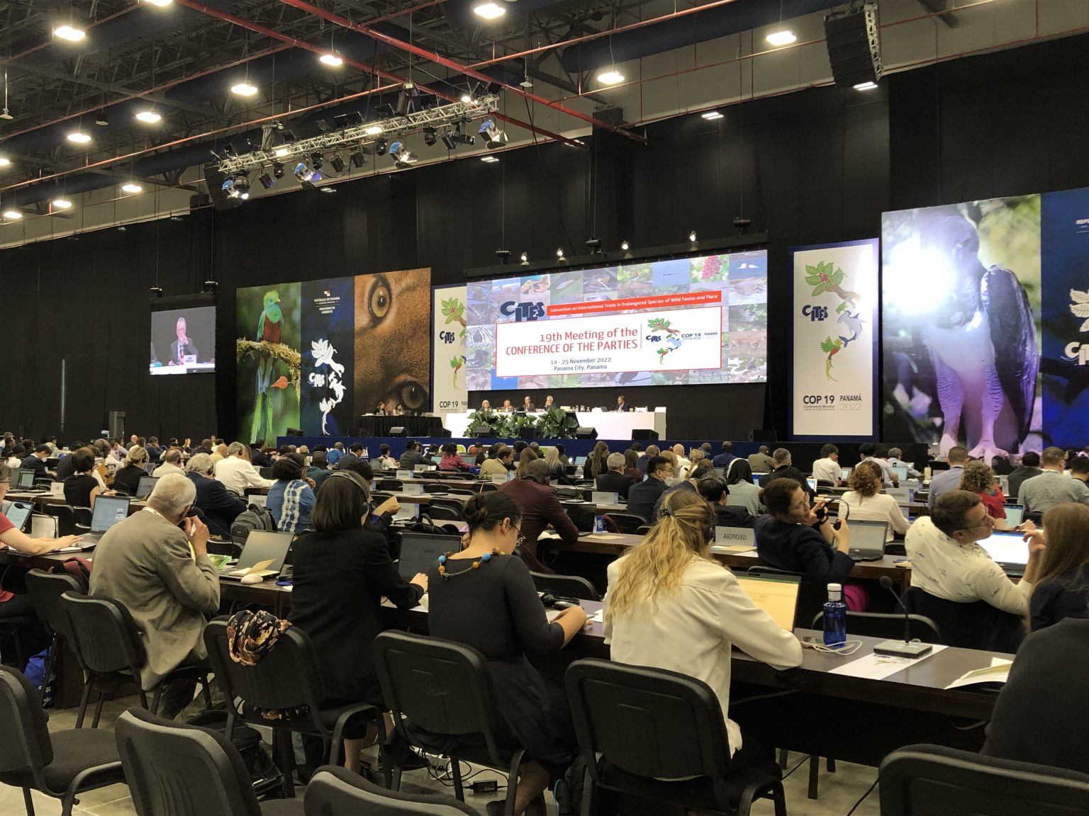 サメ国際取引がワシントン条約の管理下に | 野生生物保全論研究会（JWCS）